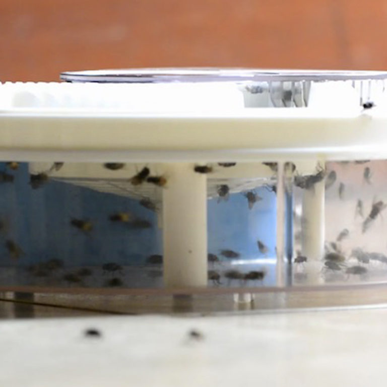 Housefly Trap | Electronic Fly Trap