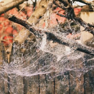 Realistic Halloween Spider Web Decorations | Webcaster Gun