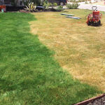How Lawn Spray Paint Keeps Your Grass Green - TheSuperBOO!