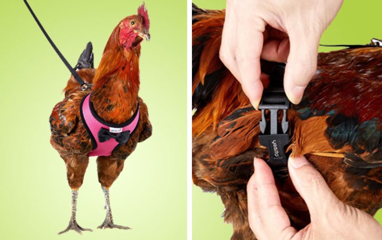 Best Chicken Harness and Leash | Take Your Pet Bird Outside