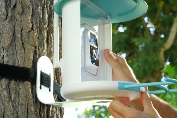 Birdfy: AI-powered bird feeding station with a live cam for smart ...